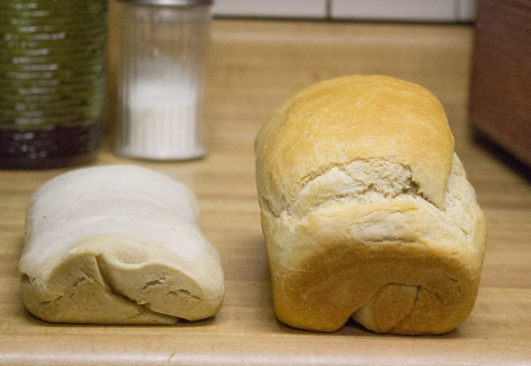 Science Experiment: Yeast – Cedar Writes