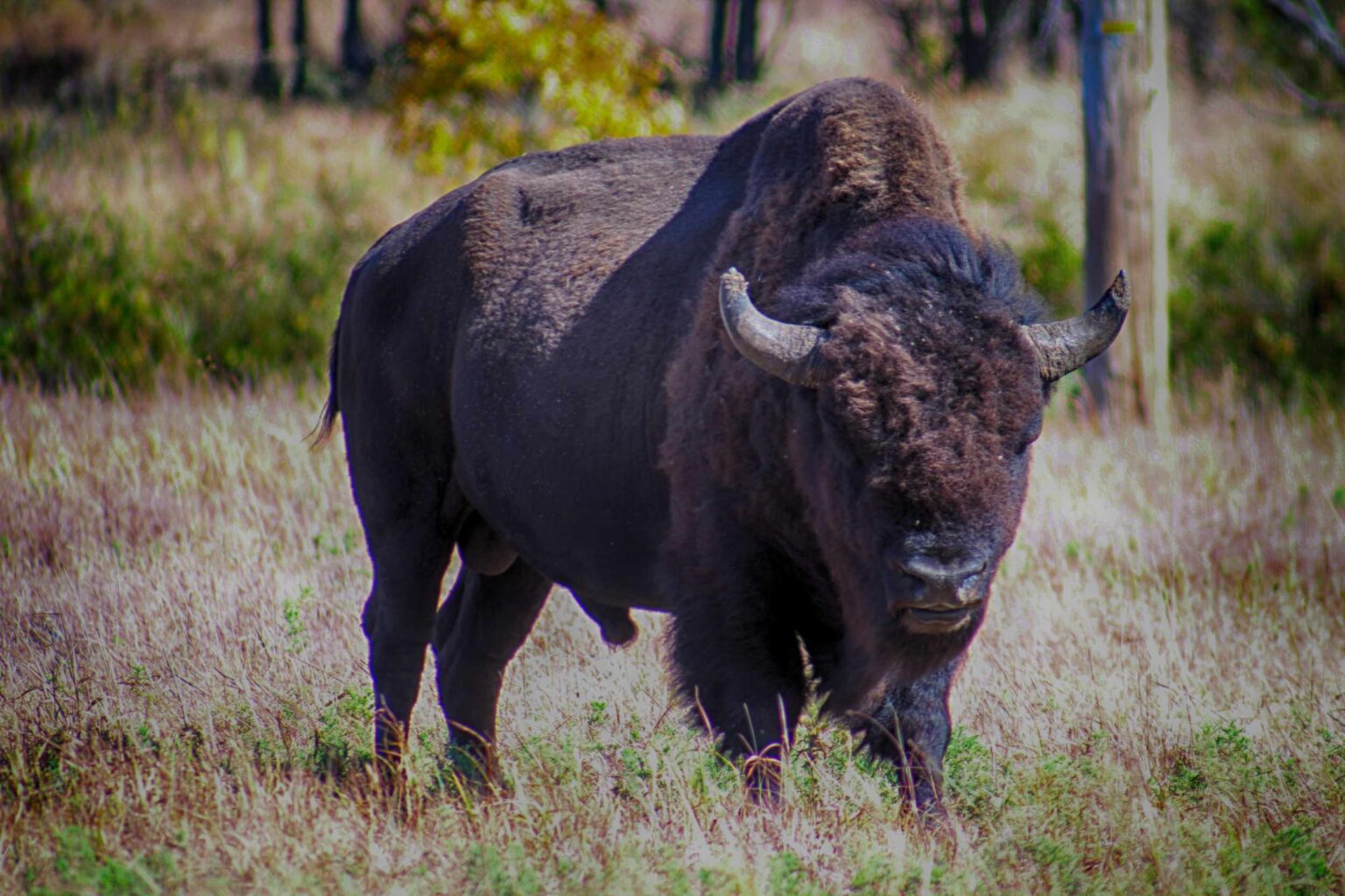 Bison bull – Cedar Writes